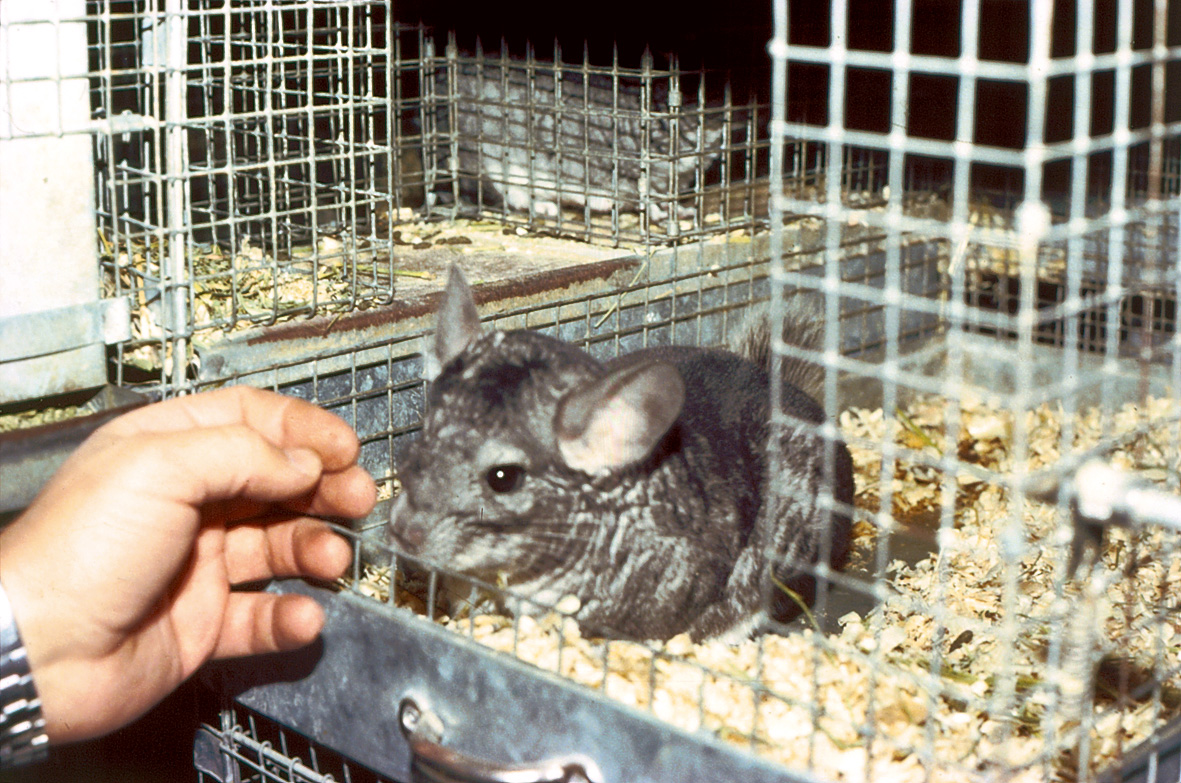 Chovatelé kožešinových zvířat podporují certifikaci WelFur | Vetweb.cz ...