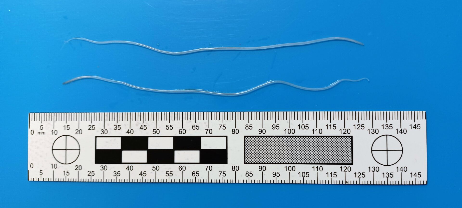 Nález hlístic Setaria equinau kastrovaného hřebce | Vetweb.cz ...