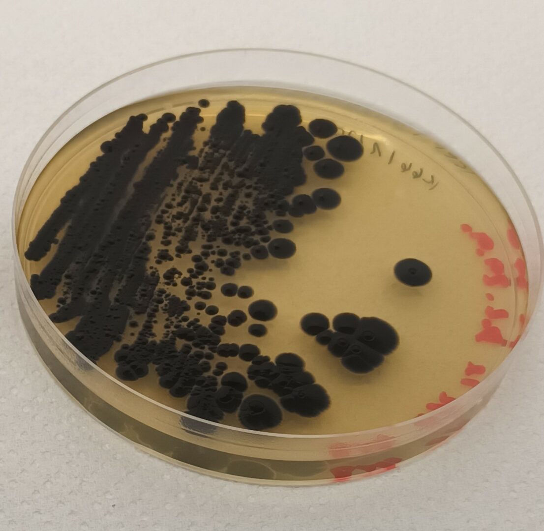 Corynebacterium pseudotuberculosis a Mycobacterium avium subspecies ...