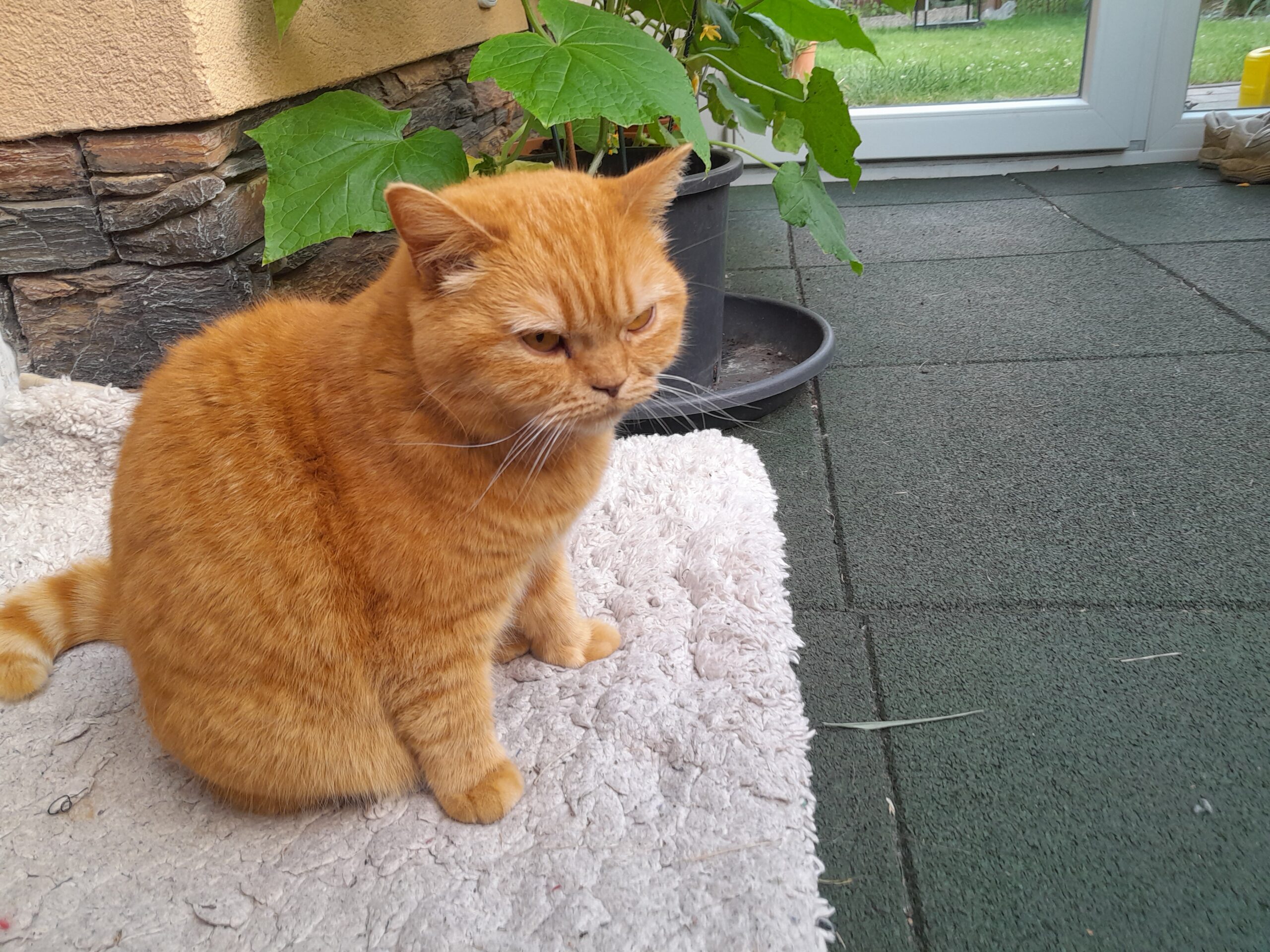 Transplantace ledvin u koček a psů: úvaha nad možnostmi veterinární ...