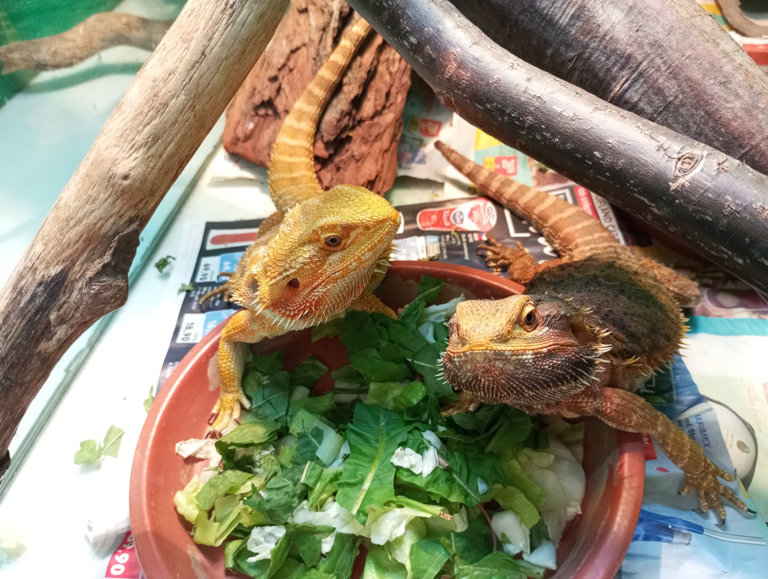 Ověření vlivu sufentanilu u agamy vousaté (Pogona vitticeps) | Vetweb ...